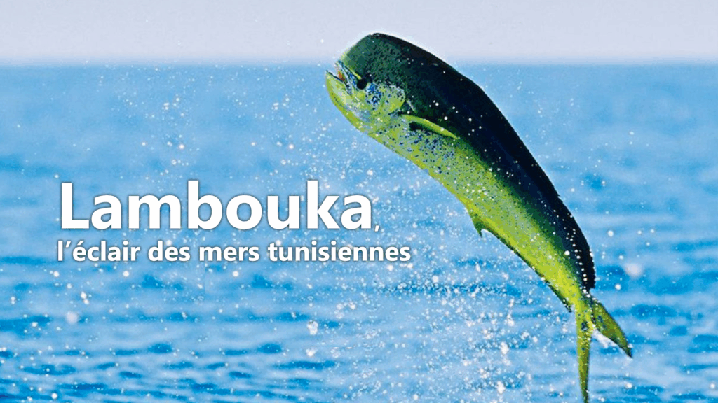 Lambouka, l’éclair des mers tunisiennes - L'ORLOFF